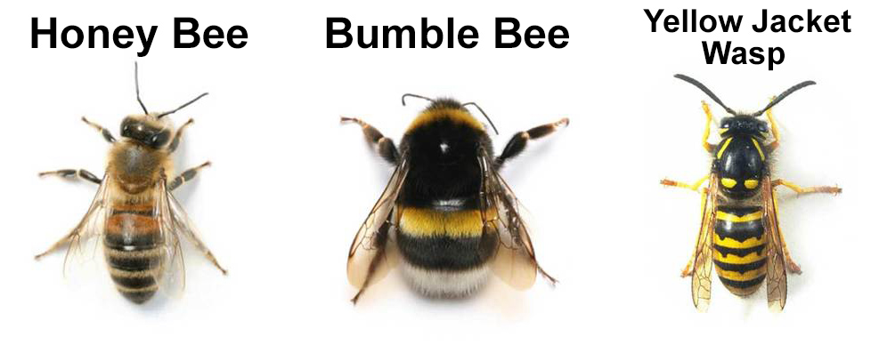 Ontario Bee Rescue Canada